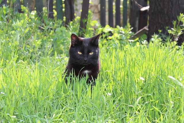 Chat Herbe Le Printemps - Photo gratuite sur Pixabay