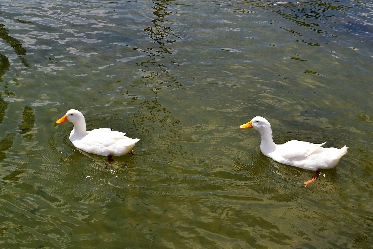 School Of Ducks Duck Animals - Free photo on Pixabay