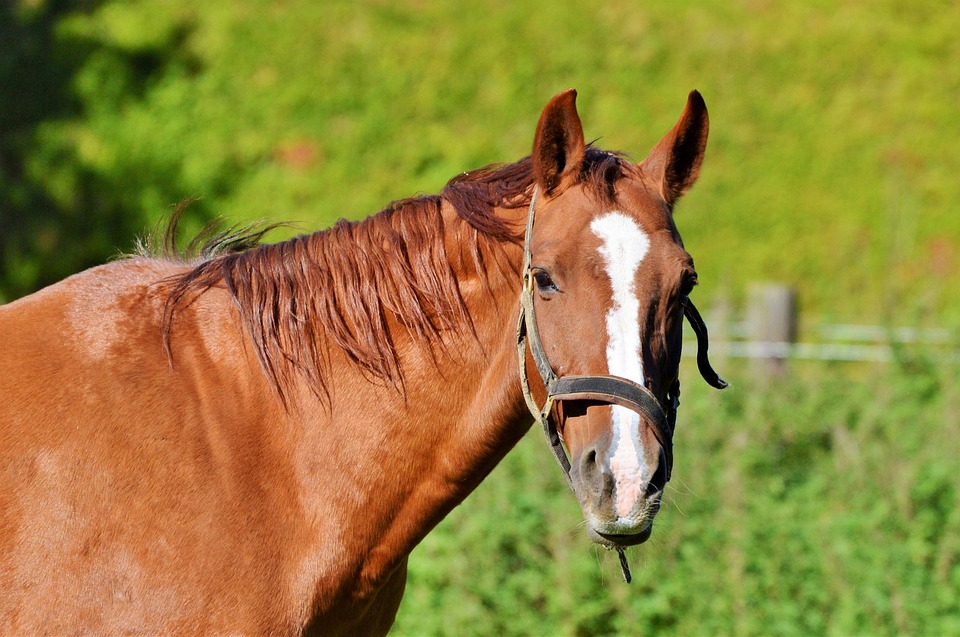 Pferd Reiten Reiter - Kostenloses Foto auf Pixabay