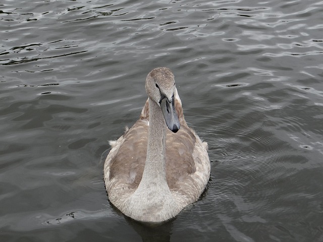 Cisne Animais Aves Ave - Foto gratuita no Pixabay - Pixabay