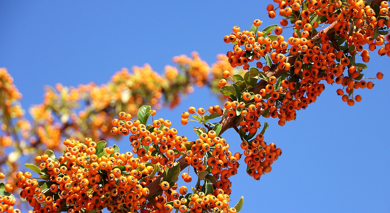 Sea Buckthorn Growth Orang - Free photo on Pixabay