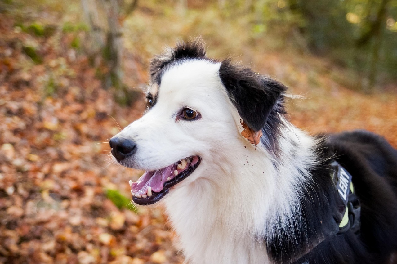Perro Berger Bosque Animal - Foto gratis en Pixabay - Pixabay