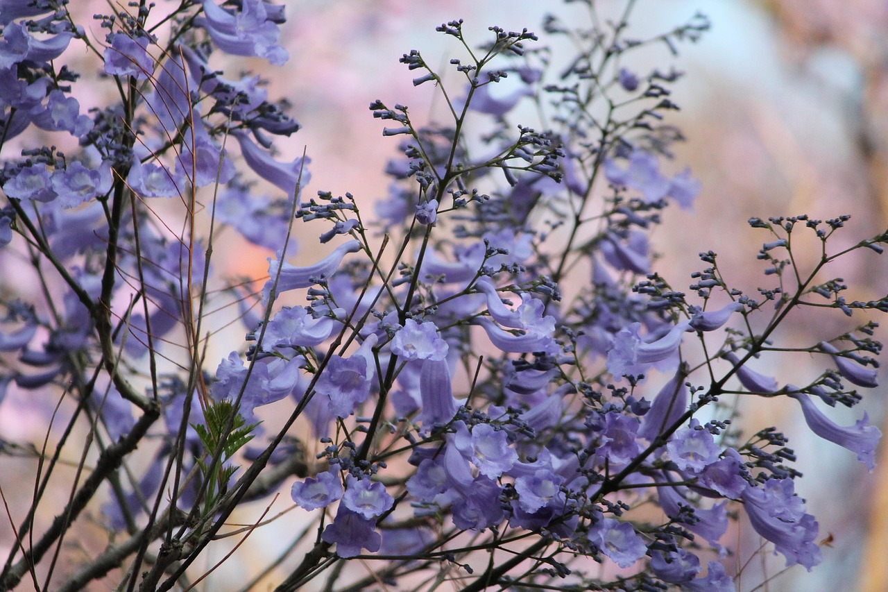 80+ Free Jacaranda & Nature Images - Pixabay