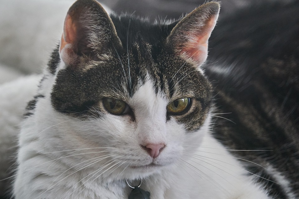 Kat Oog Huiskat Katten - Gratis foto op Pixabay - Pixabay