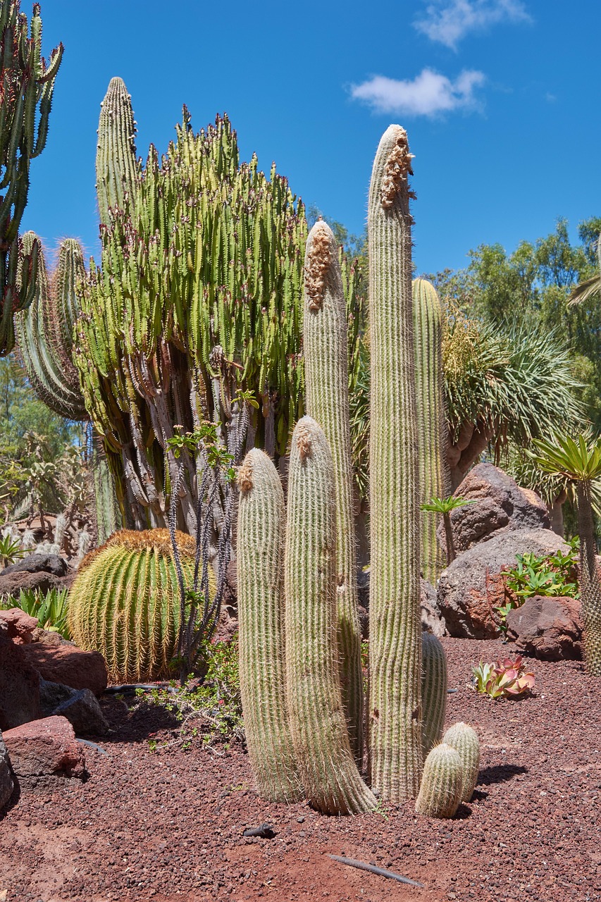 300,000+ Free Cactus Landscape & Landscape Images - Pixabay