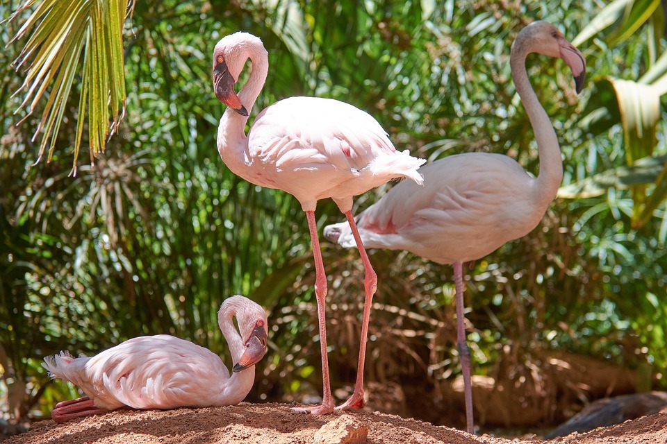 Flamingo Stehen Federn - Kostenloses Foto auf Pixabay - Pixabay