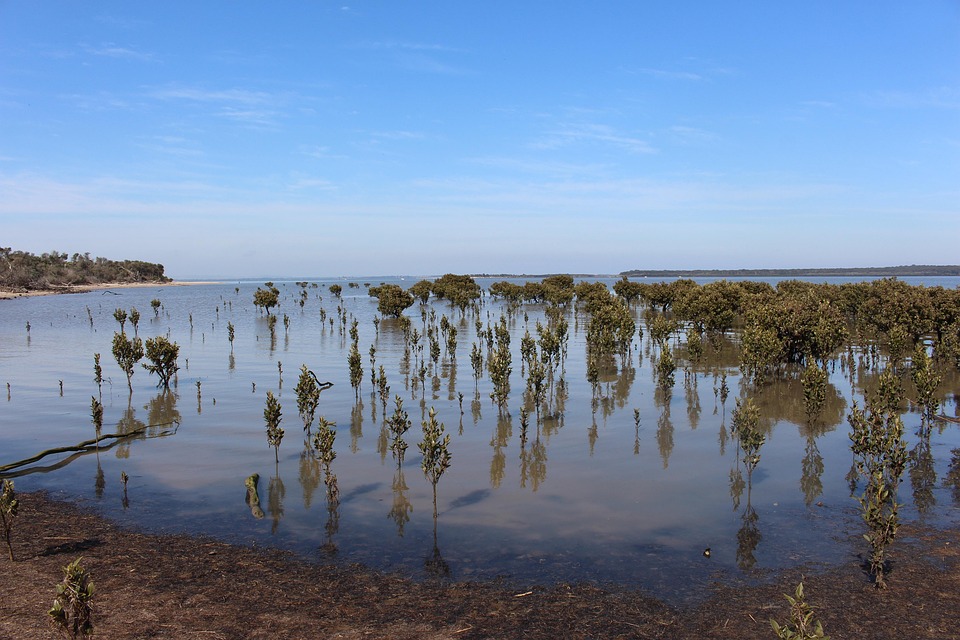 Mangroves Western Port Victoria - Free photo on Pixabay