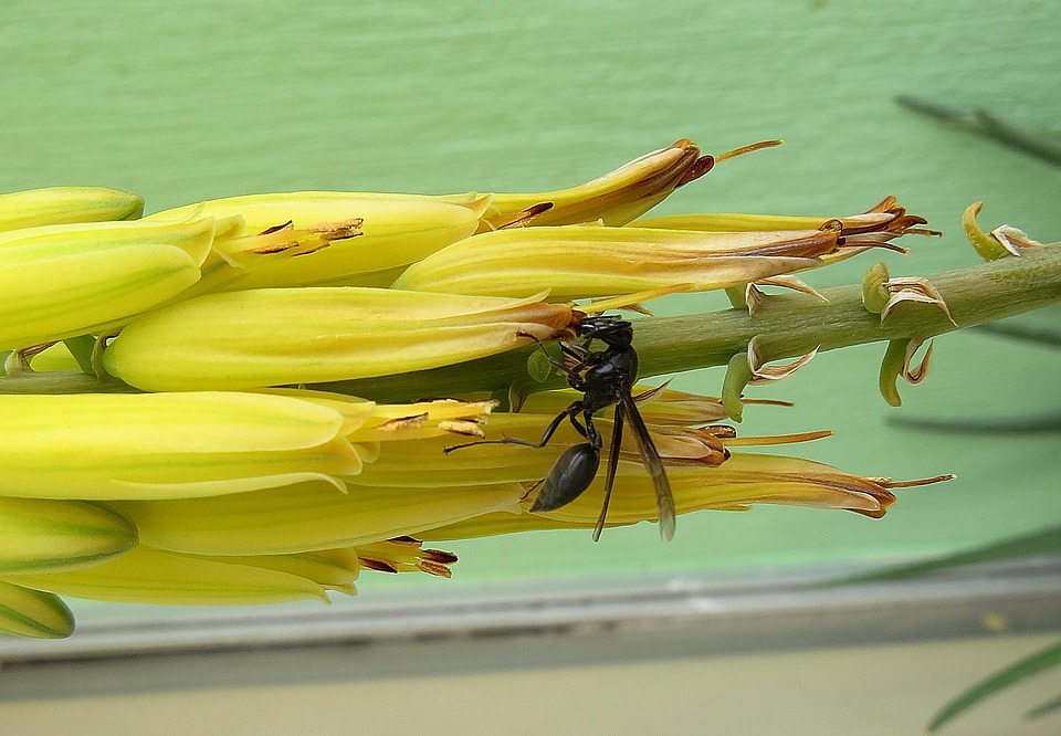 Insectă Viespe - Fotografie gratuită pe Pixabay - Pixabay