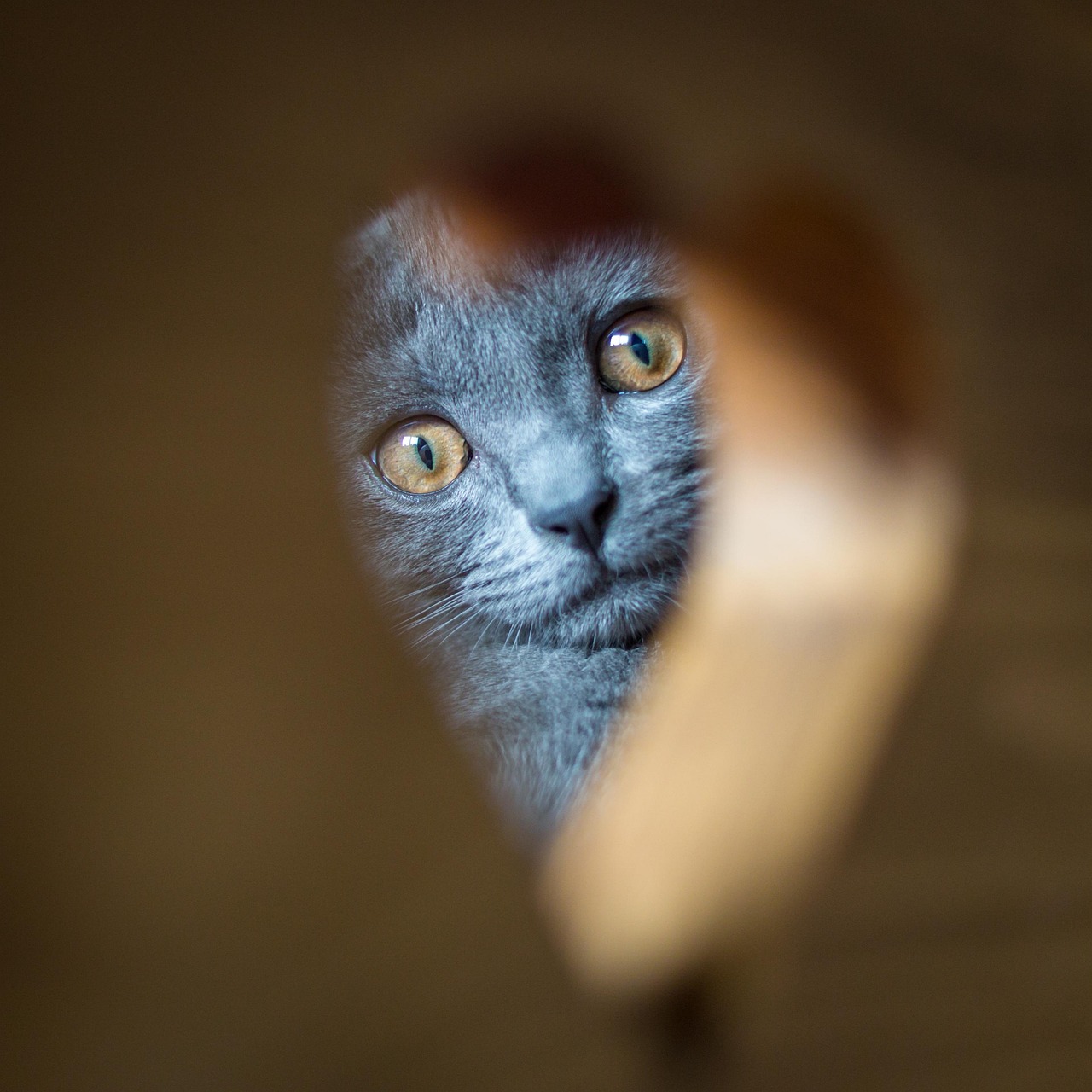 Carthusian Cat - Free photo on Pixabay - Pixabay