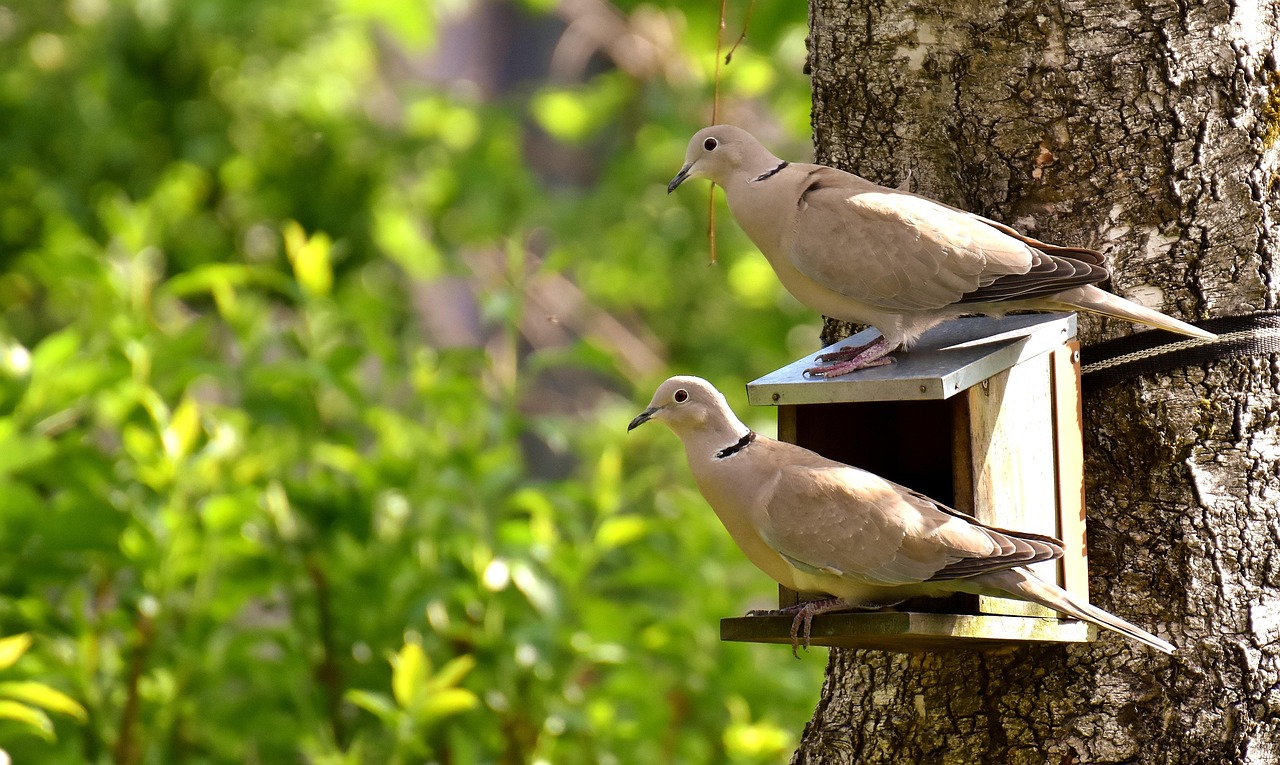 100+ kostenlose Vogel Futterhaus und Futterhaus-Bilder - Pixabay