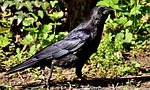 2 Carrion-crow Synonyms. Similar words for Carrion-crow.
