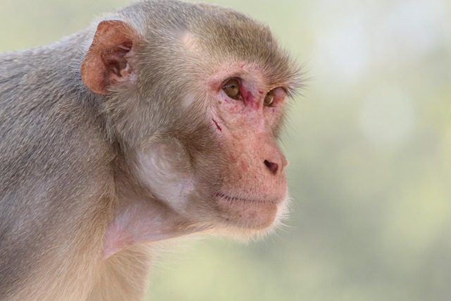 Affe Porträt Primas - Kostenloses Foto auf Pixabay - Pixabay