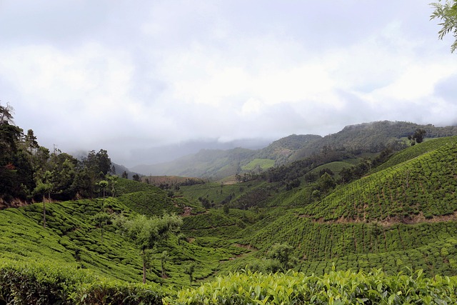 Tea Garden Landscape Plantation - Free photo on Pixabay - Pixabay