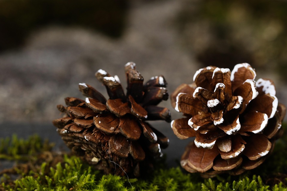 Pinecone Fall - Free photo on Pixabay - Pixabay