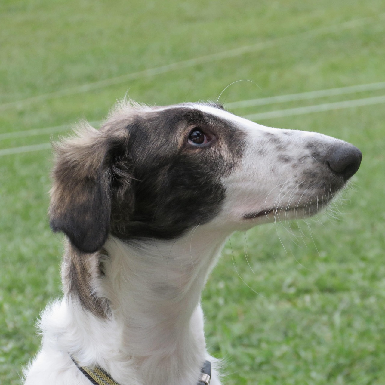 Free Dog Photos & Pictures: 40,000+ Cute Dog Images in HD - Pixabay