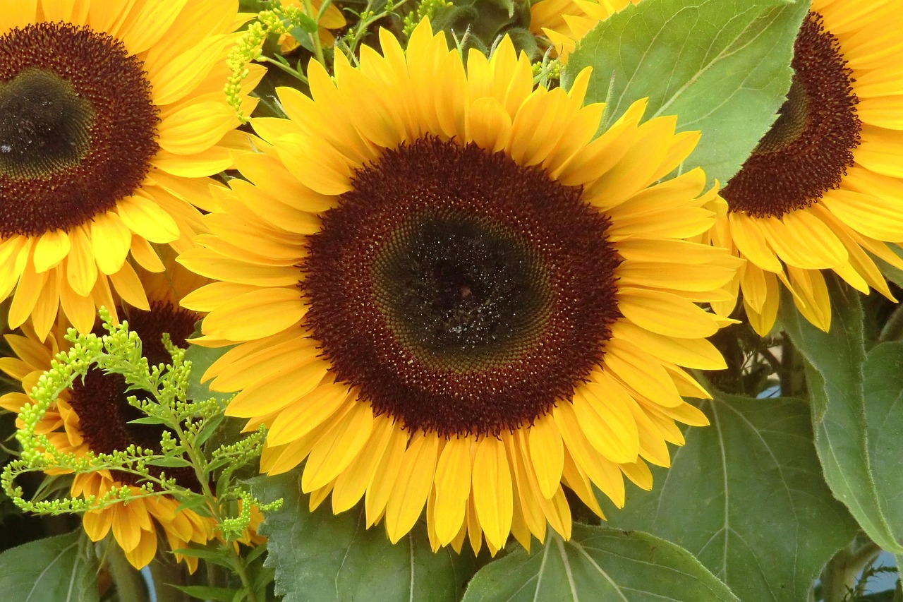 10,000+ Sunflower Images & Pictures [HD] - Pixabay