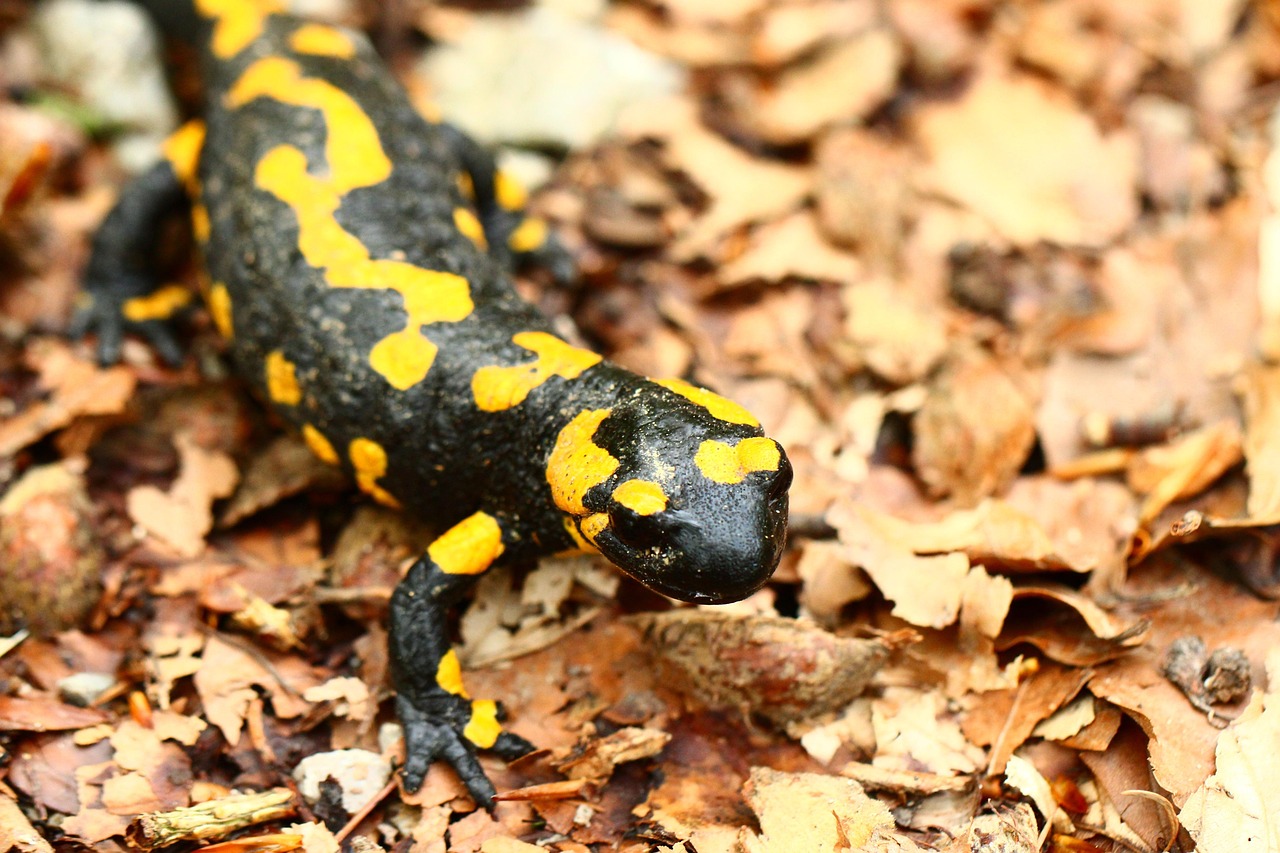 Feuersalamander Amphibie Tier - Kostenloses Foto auf Pixabay - Pixabay