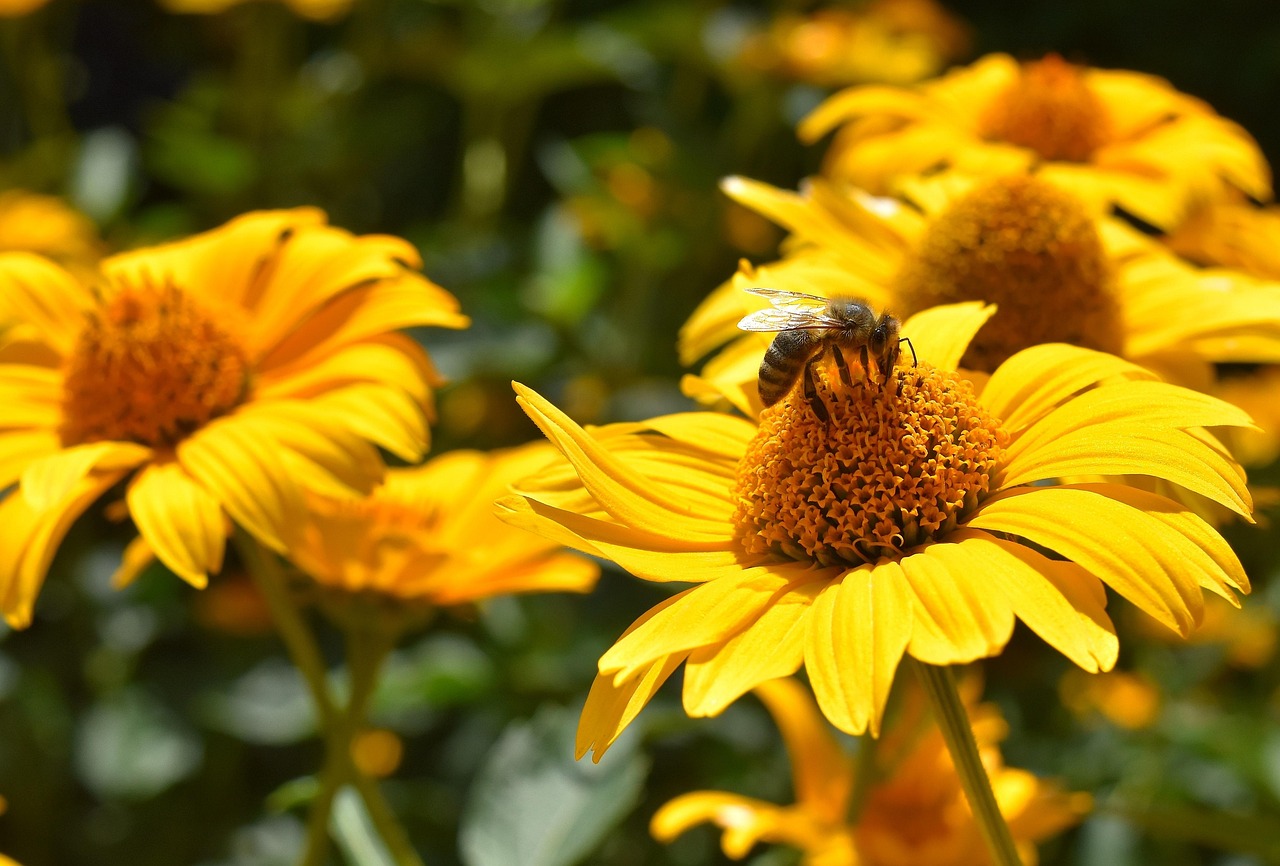 Flower Yellow Bee - Free photo on Pixabay