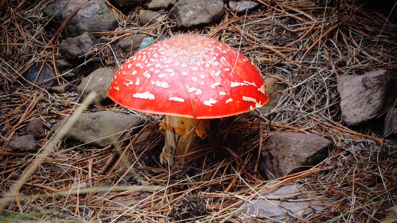Champignon La Nature Forêt - Photo gratuite sur Pixabay - Pixabay