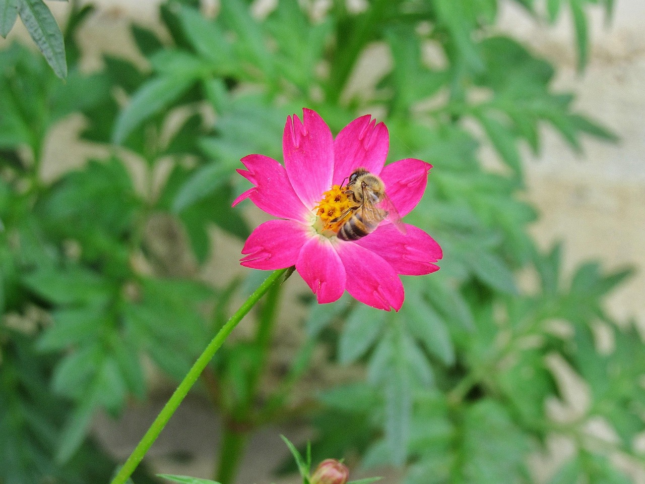 Naturaleza Flor Abeja El - Foto gratis en Pixabay - Pixabay