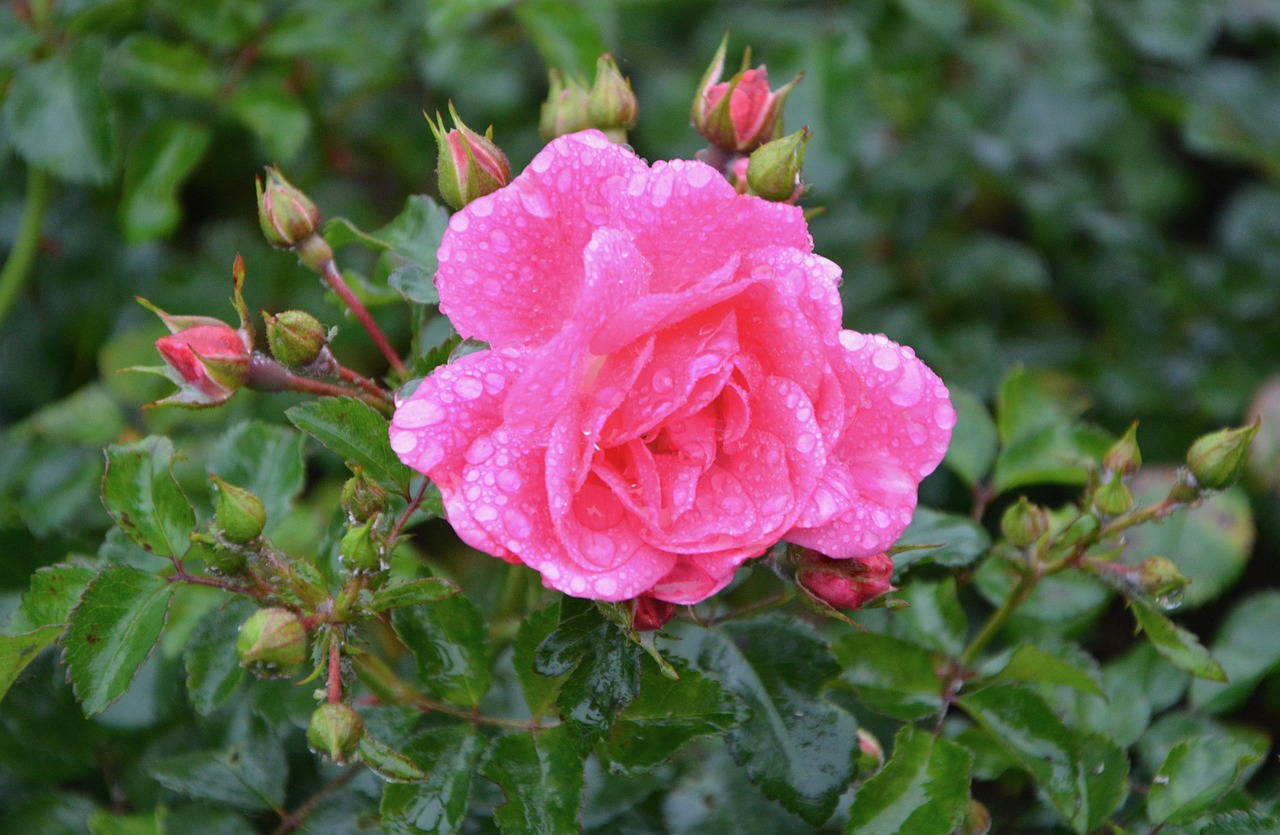 Tombol Merah Muda Pink Rumpun - Foto gratis di Pixabay - Pixabay