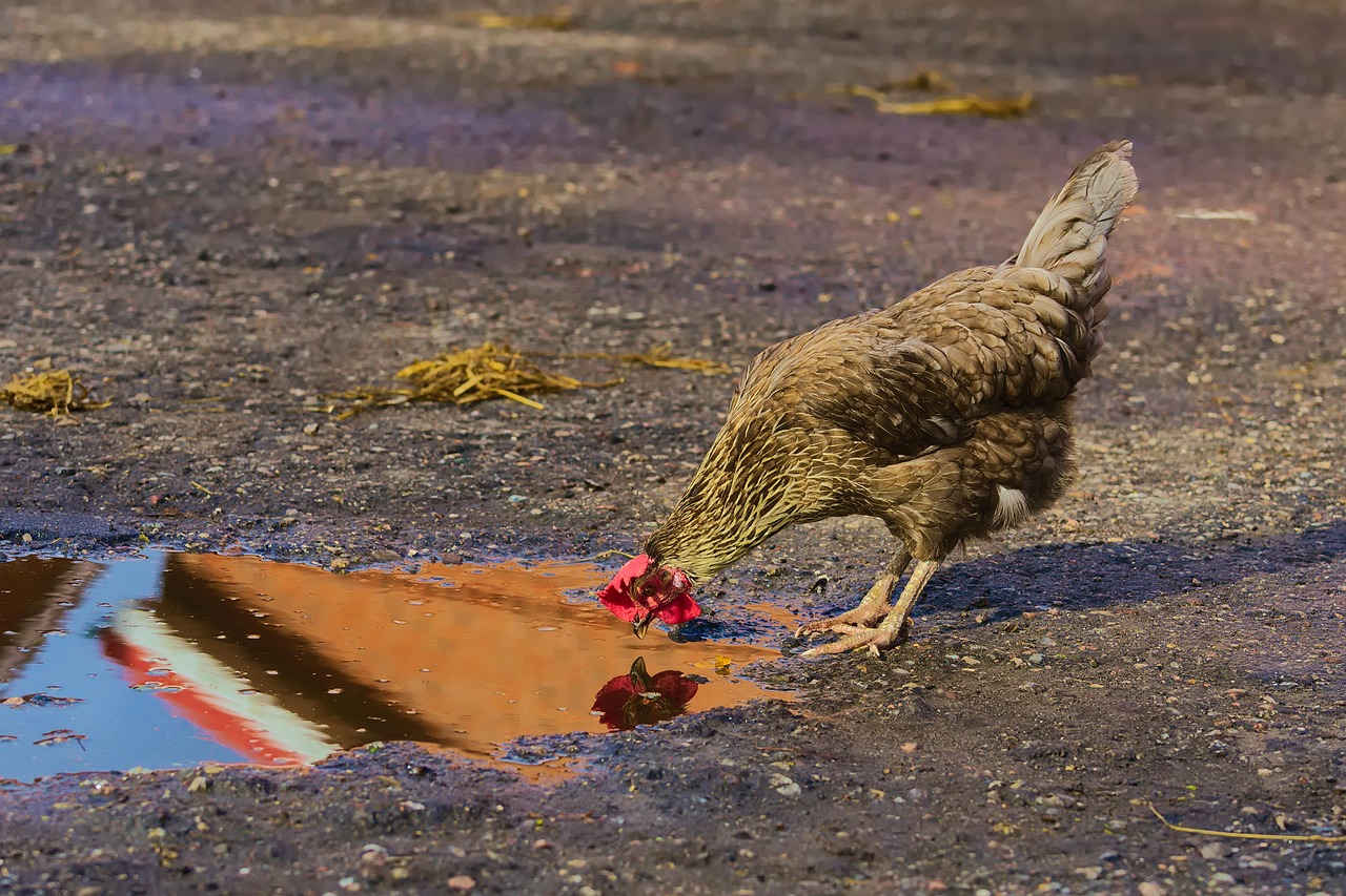 Chicken Self-Recognition Mirror - Free photo on Pixabay - Pixabay