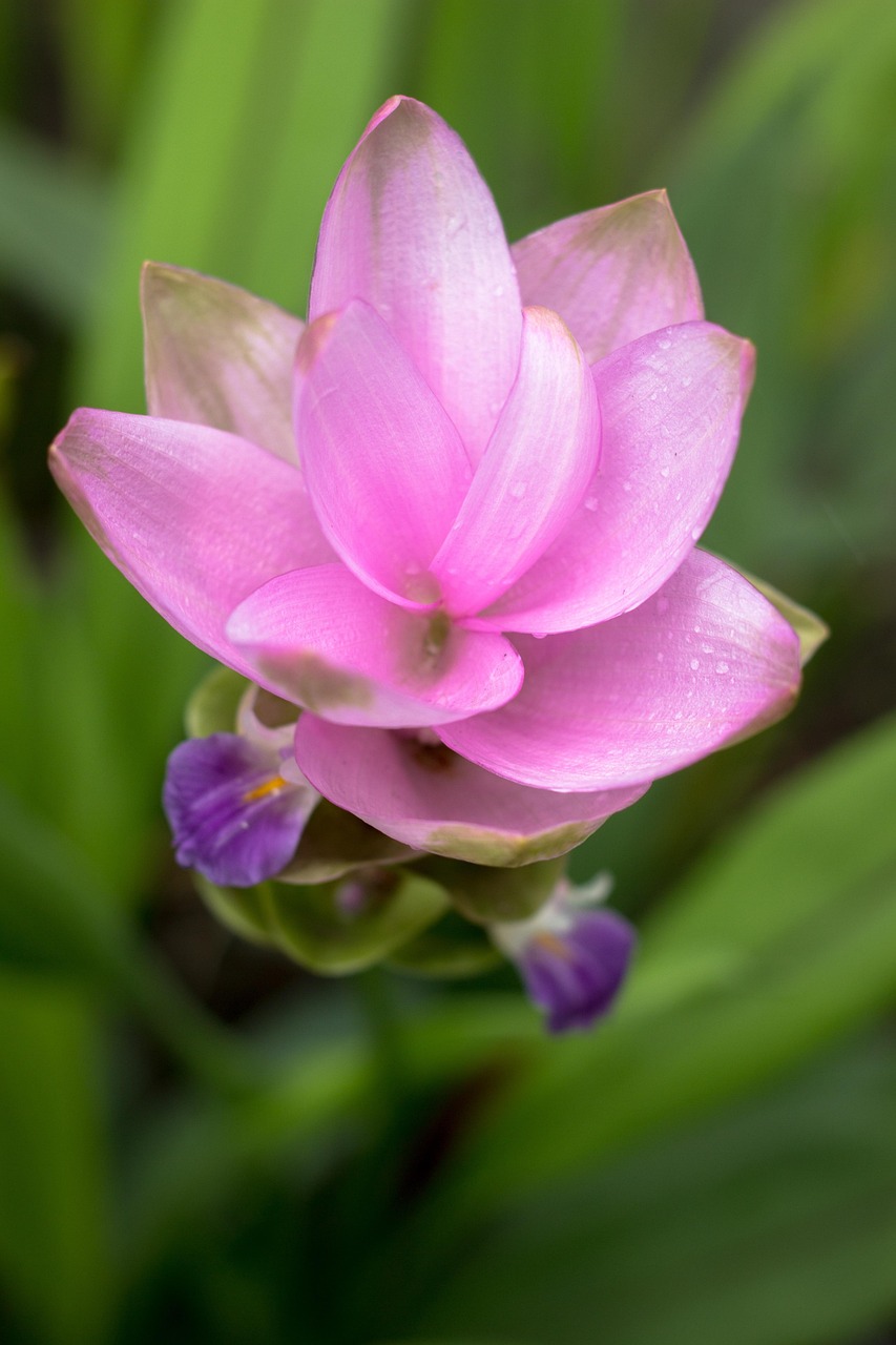 100+ Free Thai Flower & Flower Photos - Pixabay