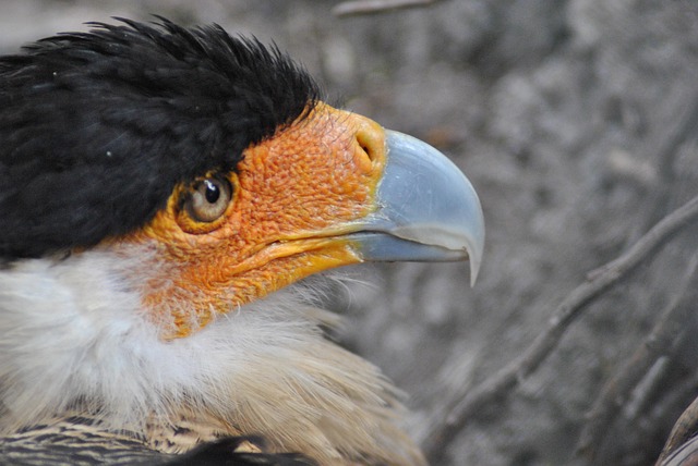 Más de 90 000 imágenes gratis de Aguila Animada y Águila - Pixabay