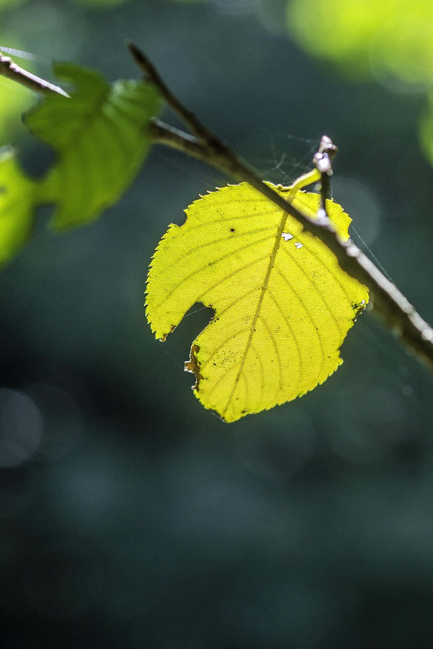 Rama Caduco Verde - Foto gratis en Pixabay - Pixabay