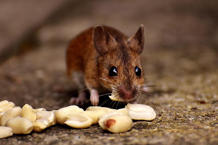 300+ Free Mice & Cute Images