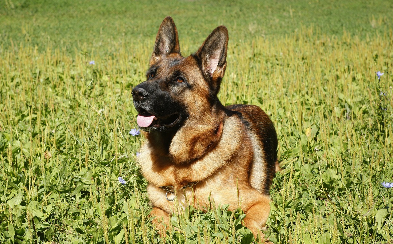 Perro Pastor Alemán - Foto gratis en Pixabay - Pixabay