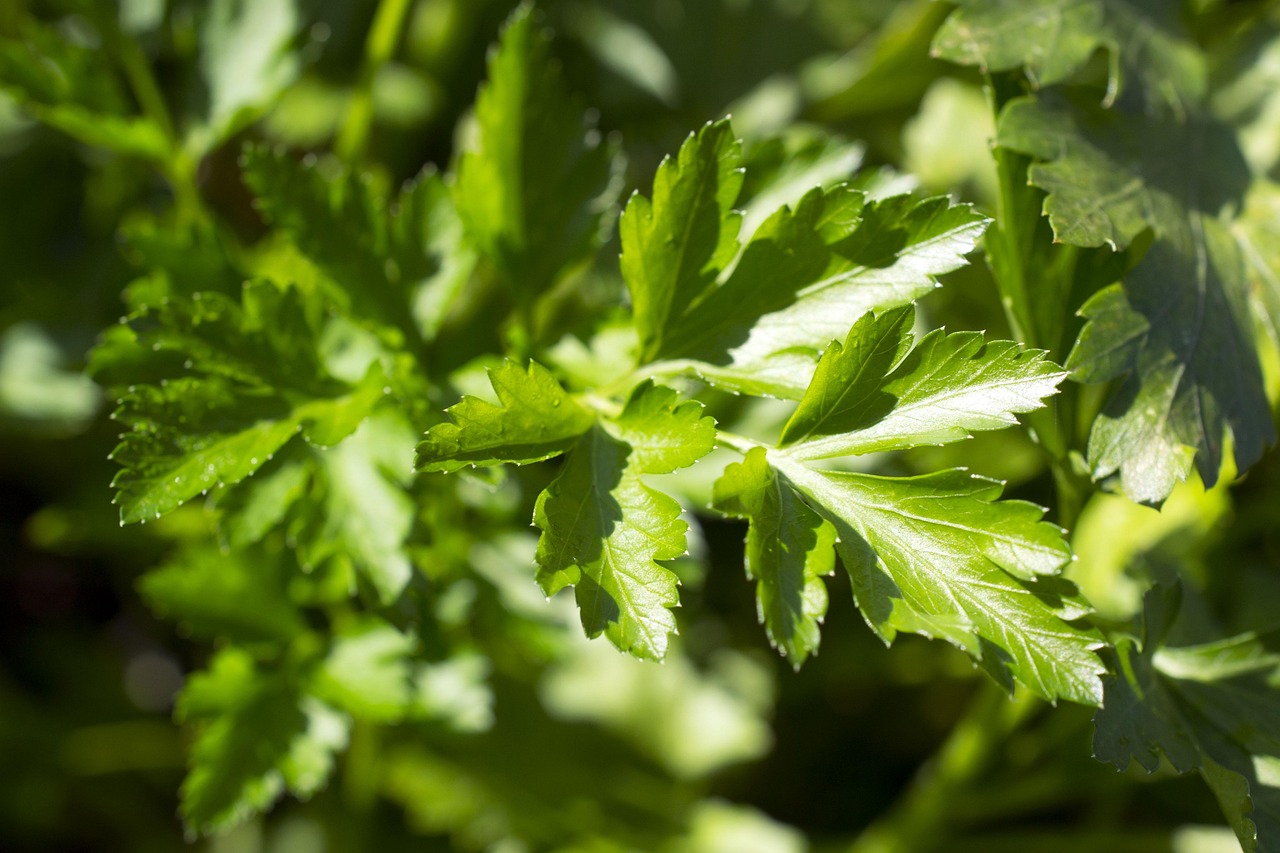 Parsley Herbs Fresh - Free photo on Pixabay