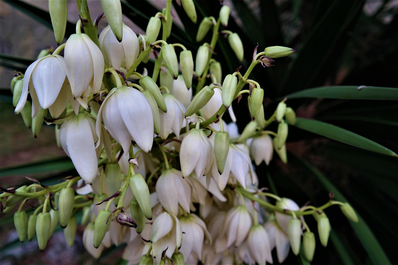 Flor Blanco Planta - Foto gratis en Pixabay - Pixabay