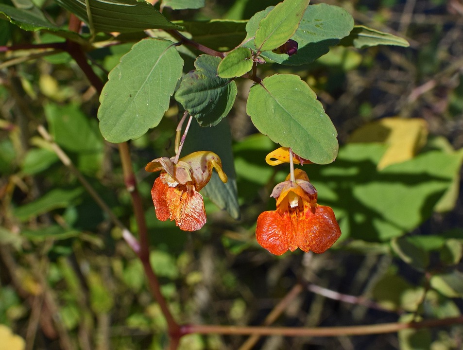 Orange Jewelweed Touch-Me-Not - Free photo on Pixabay
