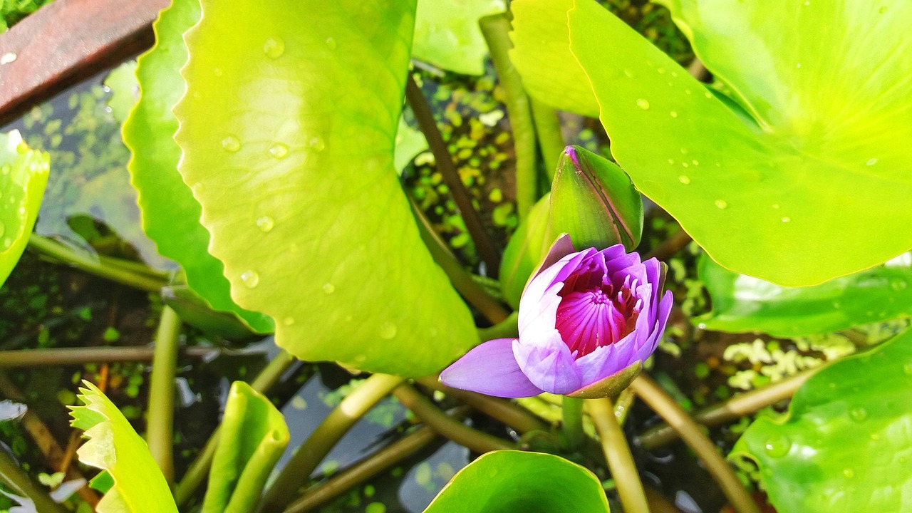 Flor De Loto Lotus Púrpura - Foto gratis en Pixabay - Pixabay