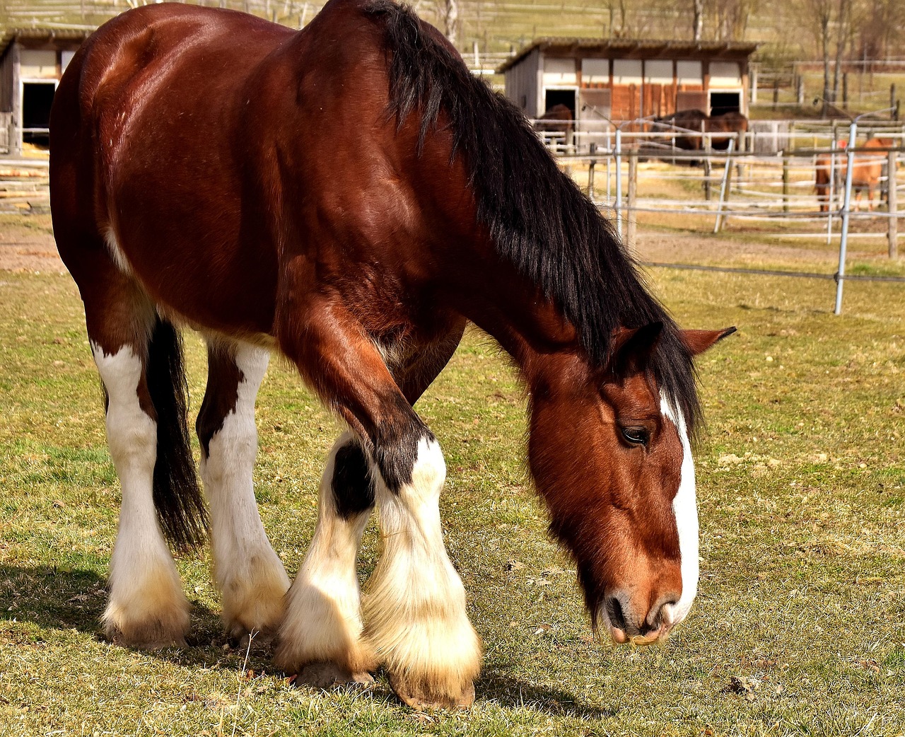 White Shire Horse