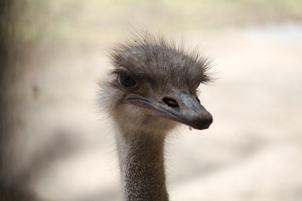 Africa Bird Ostrich - Free photo on Pixabay - Pixabay