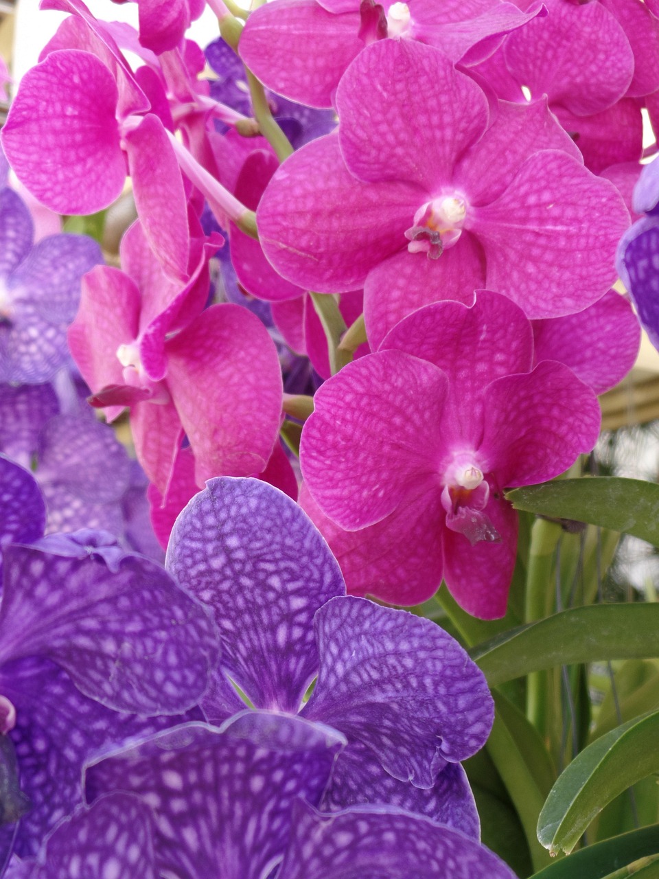 Orchidée Mauve Fleurir - Photo gratuite sur Pixabay - Pixabay