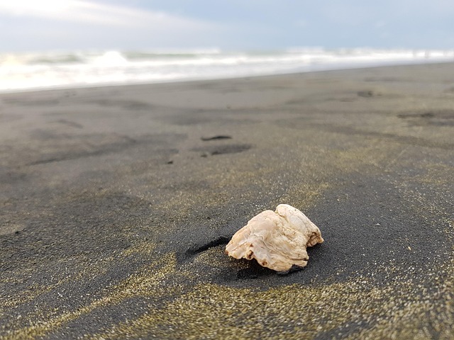 Concha Praia Do - Foto gratuita no Pixabay - Pixabay