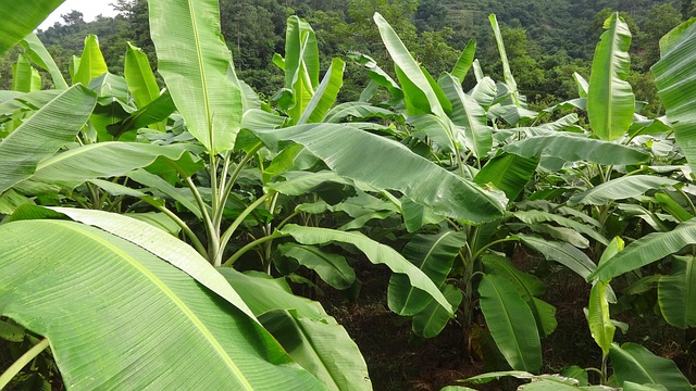 3.000+ kostenlose Banane und Obst-Bilder - Pixabay