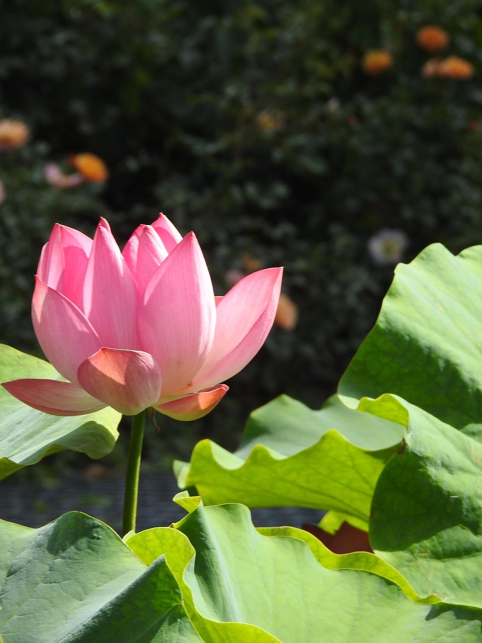 Lily Air Pink Tanaman - Foto gratis di Pixabay - Pixabay