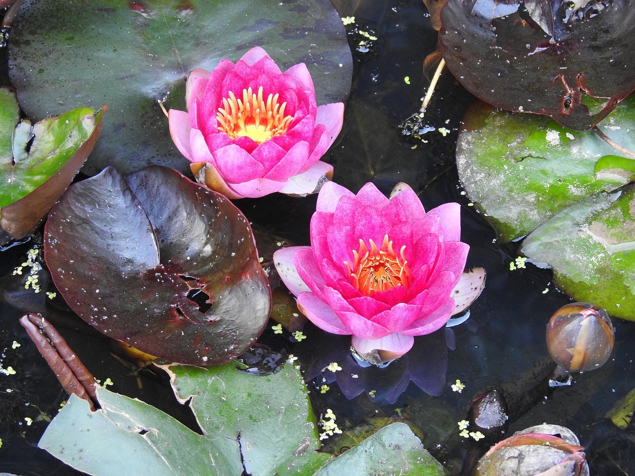 Lily Air Pink Tanaman - Foto gratis di Pixabay - Pixabay