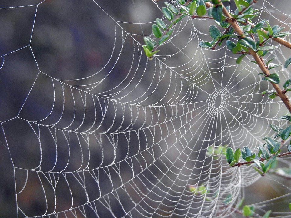 Canvas Spider Web - Free photo on Pixabay - Pixabay