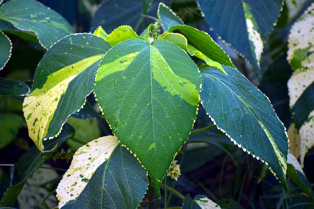 Daun Besar Berdaun Lebar Linden - Foto gratis di Pixabay