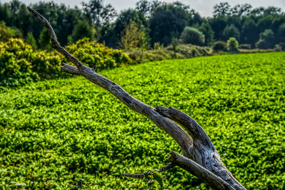 Ast Nahaufnahme Grün - Kostenloses Foto auf Pixabay - Pixabay