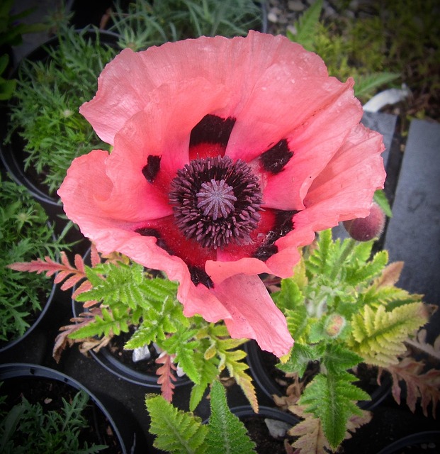 7,000+ Free Remembrance Poppies & Poppy Images - Pixabay