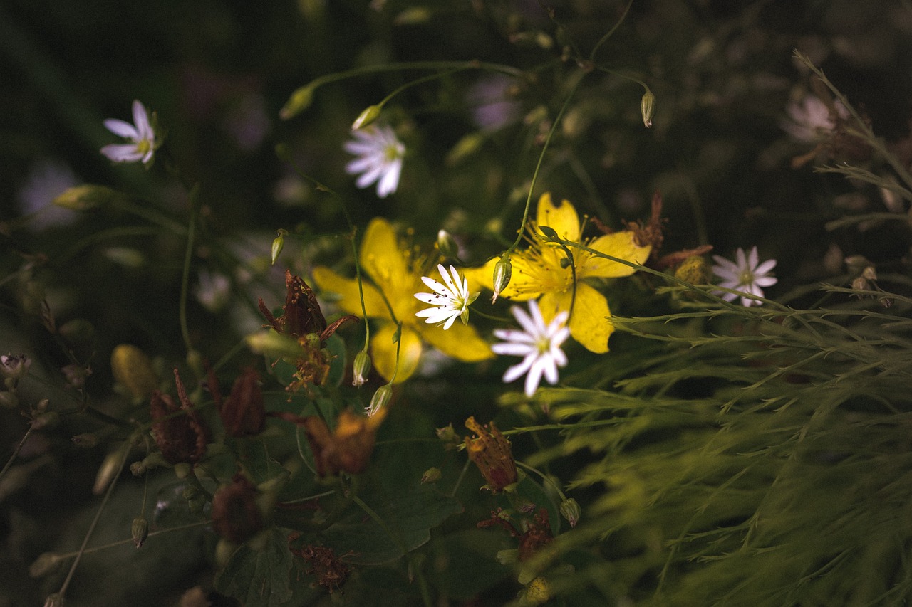 Flor Flores La Naturaleza De El - Foto gratis en Pixabay - Pixabay