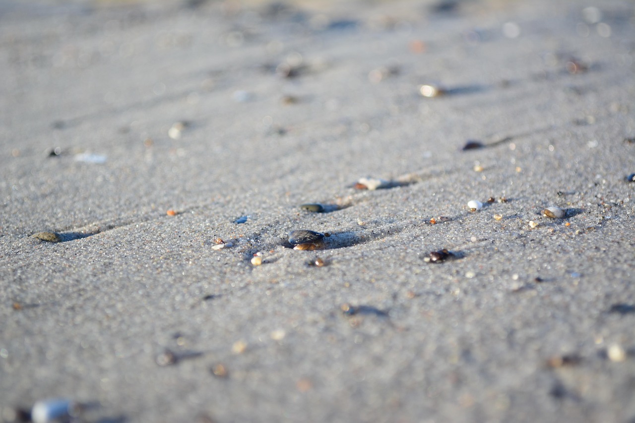 Muschel Strand Meer - Kostenloses Foto auf Pixabay - Pixabay