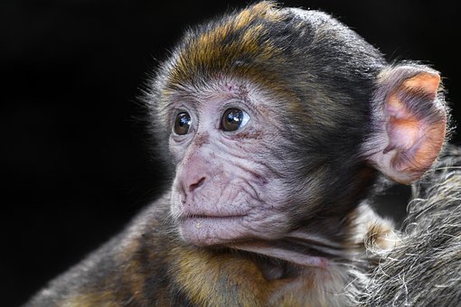 50+ Free Barbary Macaque & Monkey Images - Pixabay