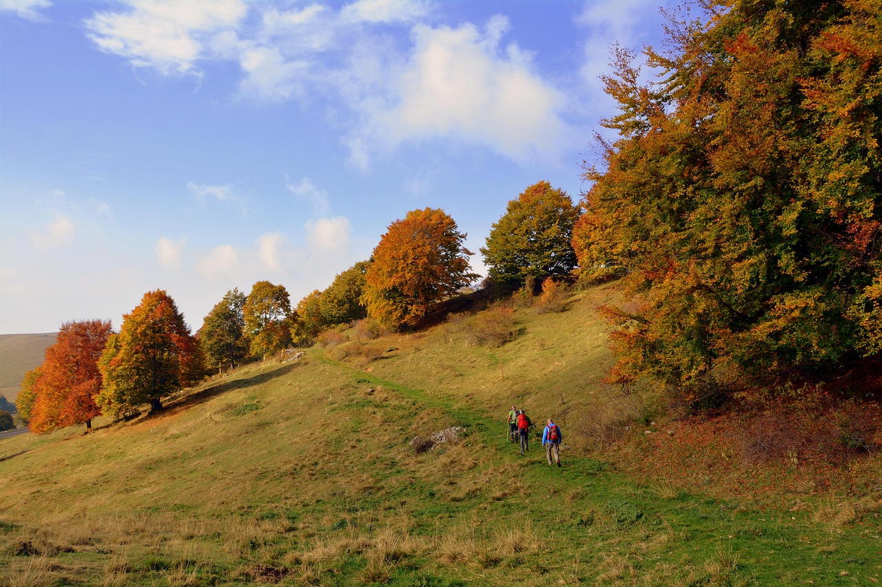 Excursion Trees Autumn - Free photo on Pixabay - Pixabay